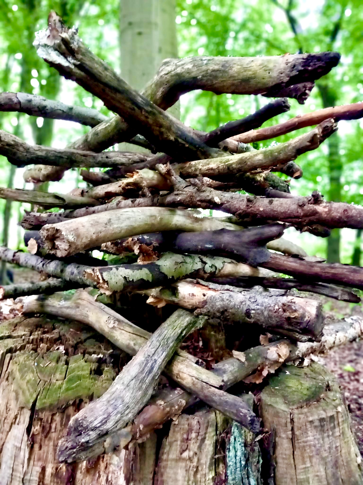 Land Art mit dem 7. Jahrgang während des Praxistags - Montessori Campus ...
